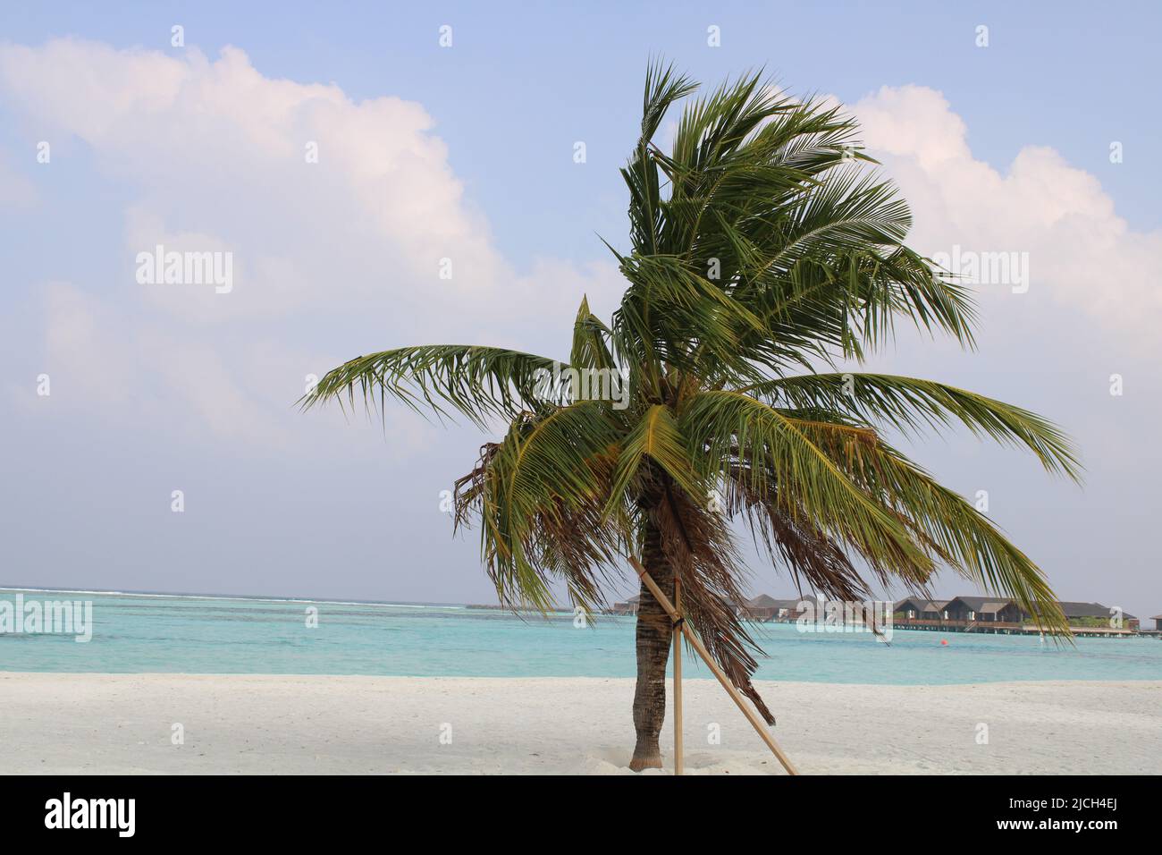Maldives Beach Palm trees Stock Photo - Alamy