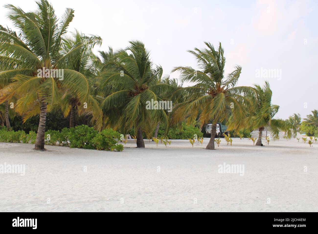Maldives Beach Palm trees Stock Photo - Alamy