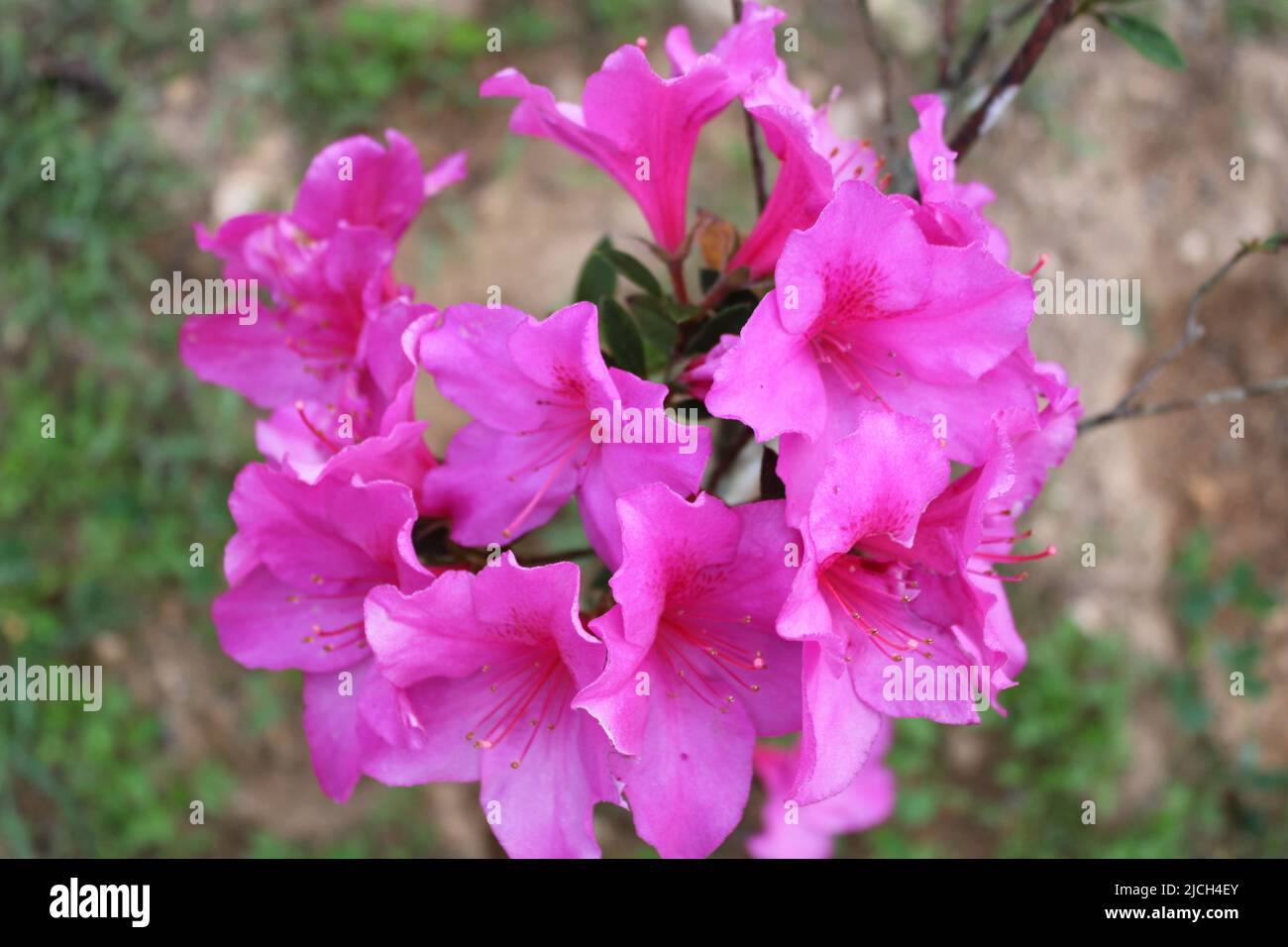 Pink Flower bunch Stock Photo - Alamy