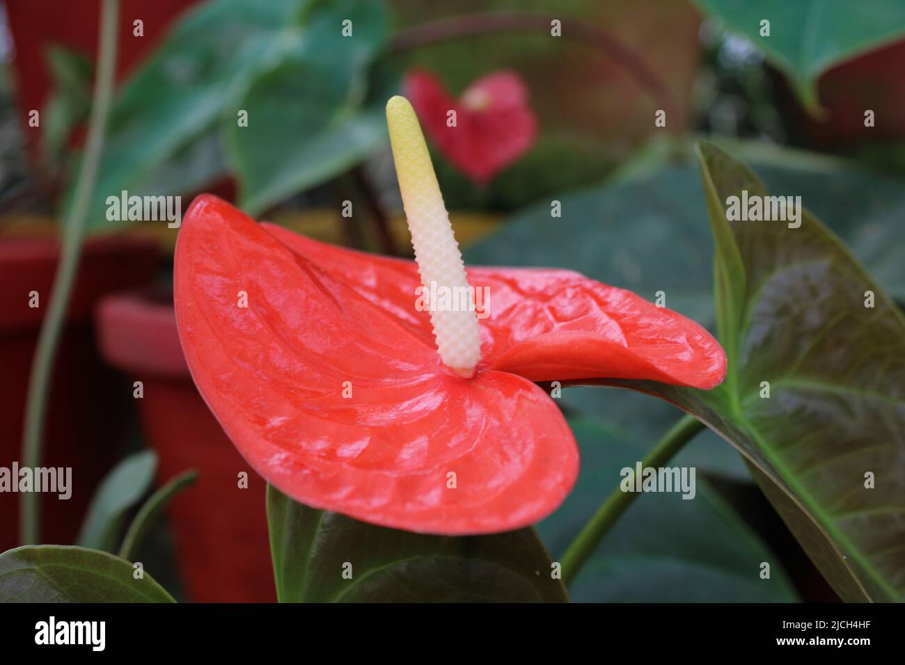 Rare anthurium hi-res stock photography and images - Alamy