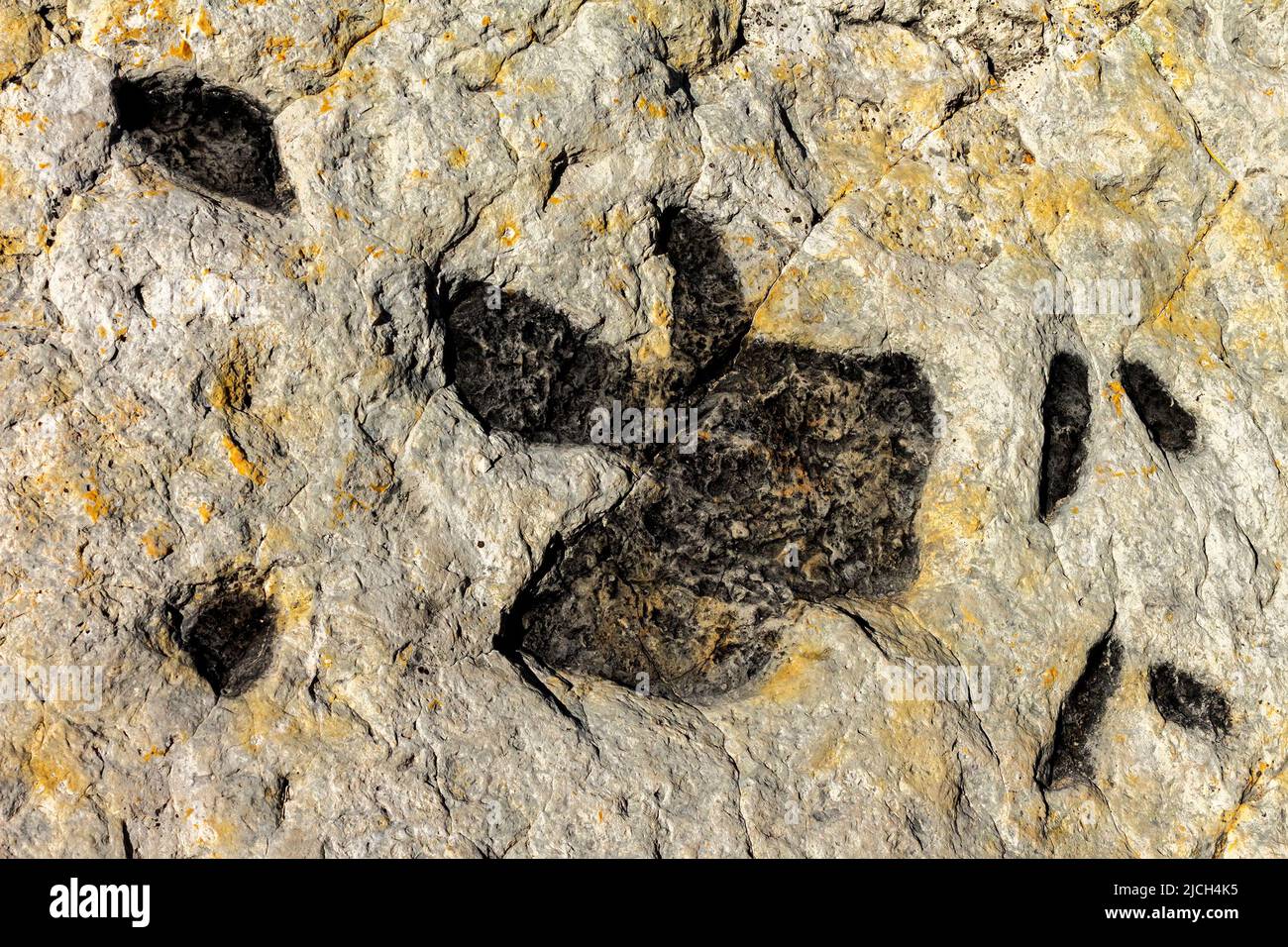 Theropod track hi-res stock photography and images - Alamy