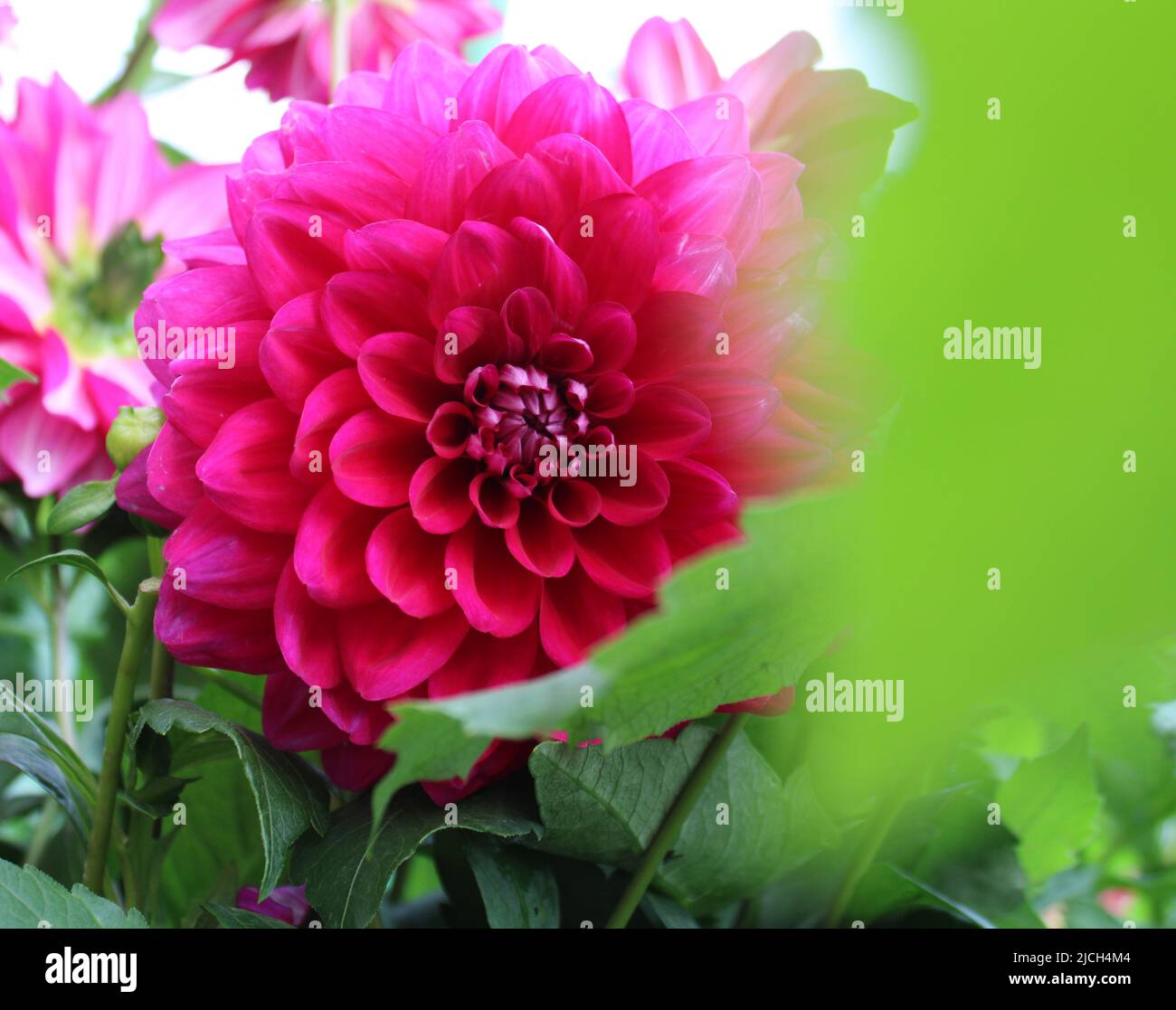 Pink Dahlia Flower Stock Photo - Alamy