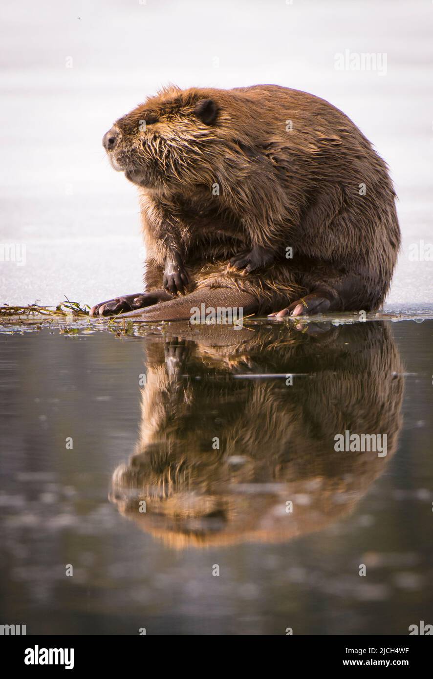 Beaver in snow hi-res stock photography and images - Alamy