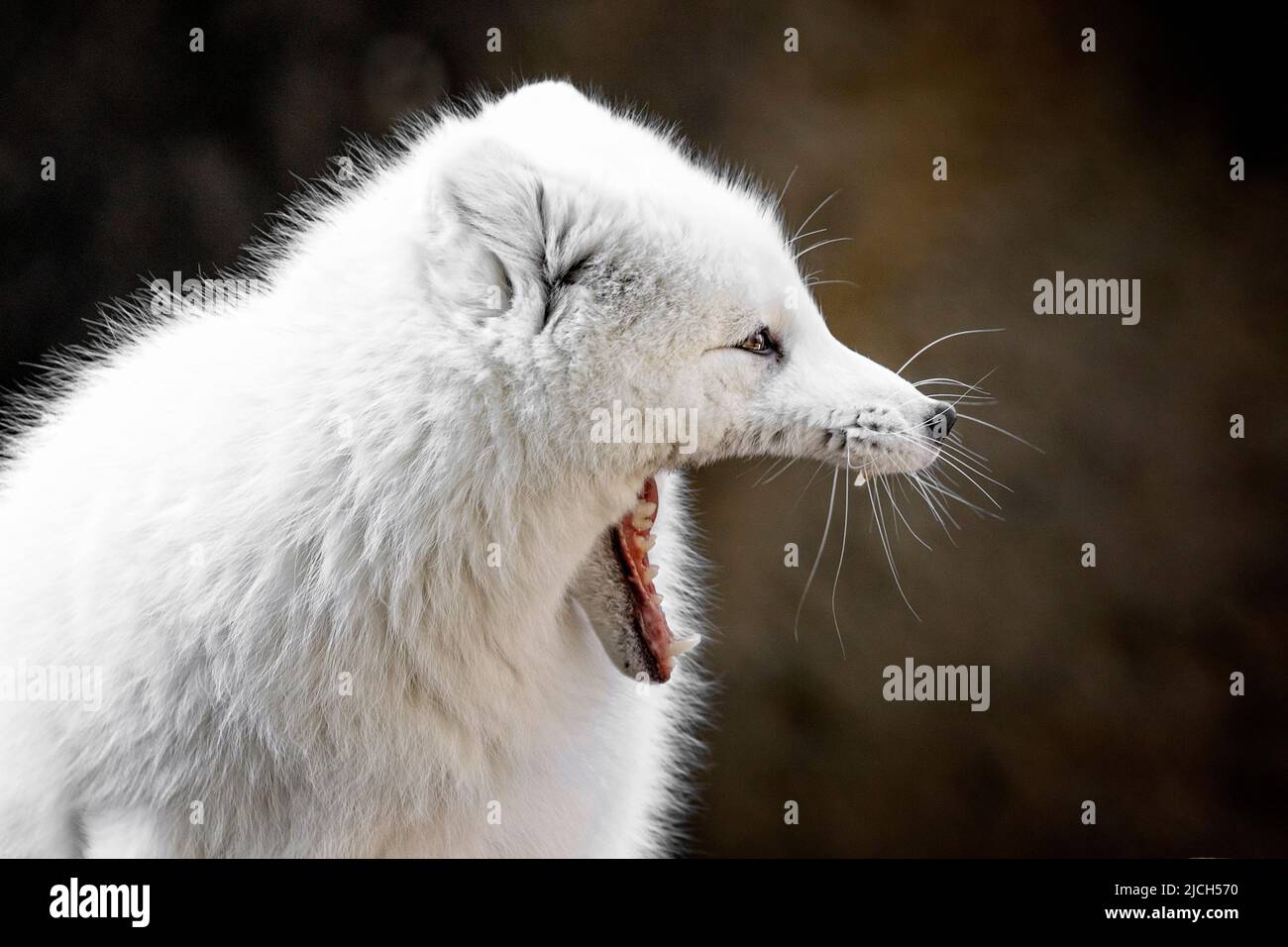 Fox big eyes hi-res stock photography and images - Alamy