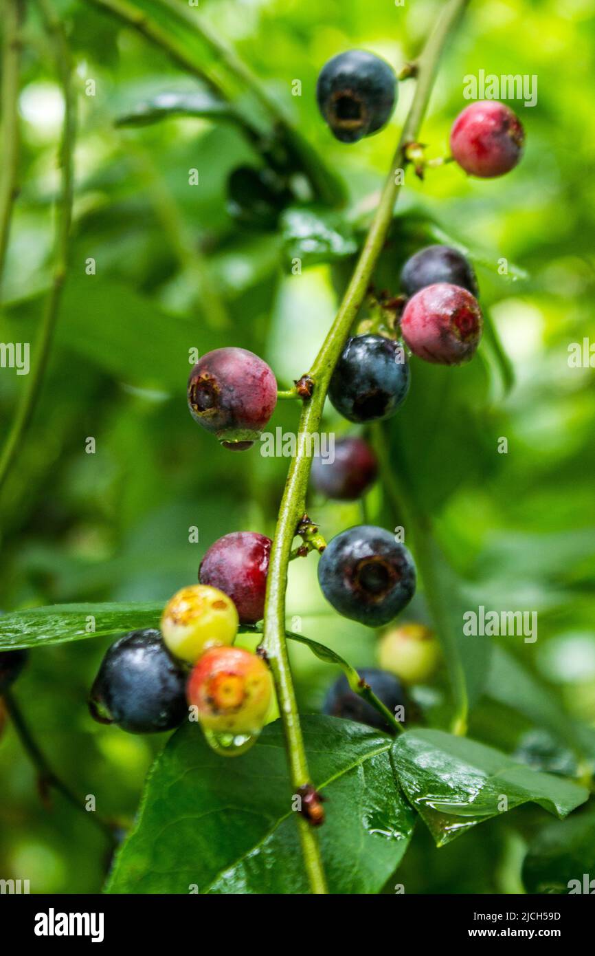 A sting of blue berries, Vaccinium corymbosum, of various stages of ...
