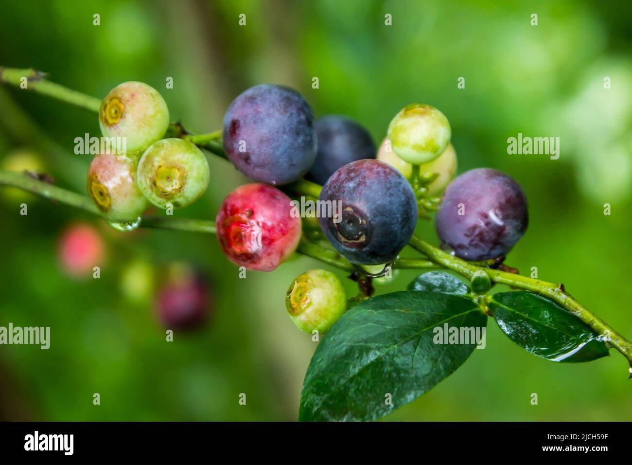 Blueberries, still on the plant, in various stages of ripeness, ranging ...
