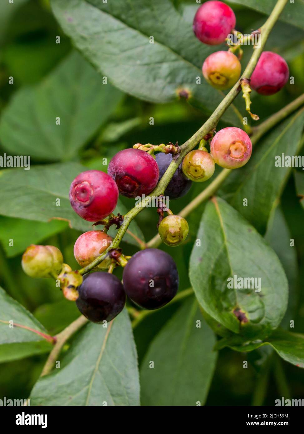 Blueberries, still on the plant, in various stages of ripeness, ranging ...