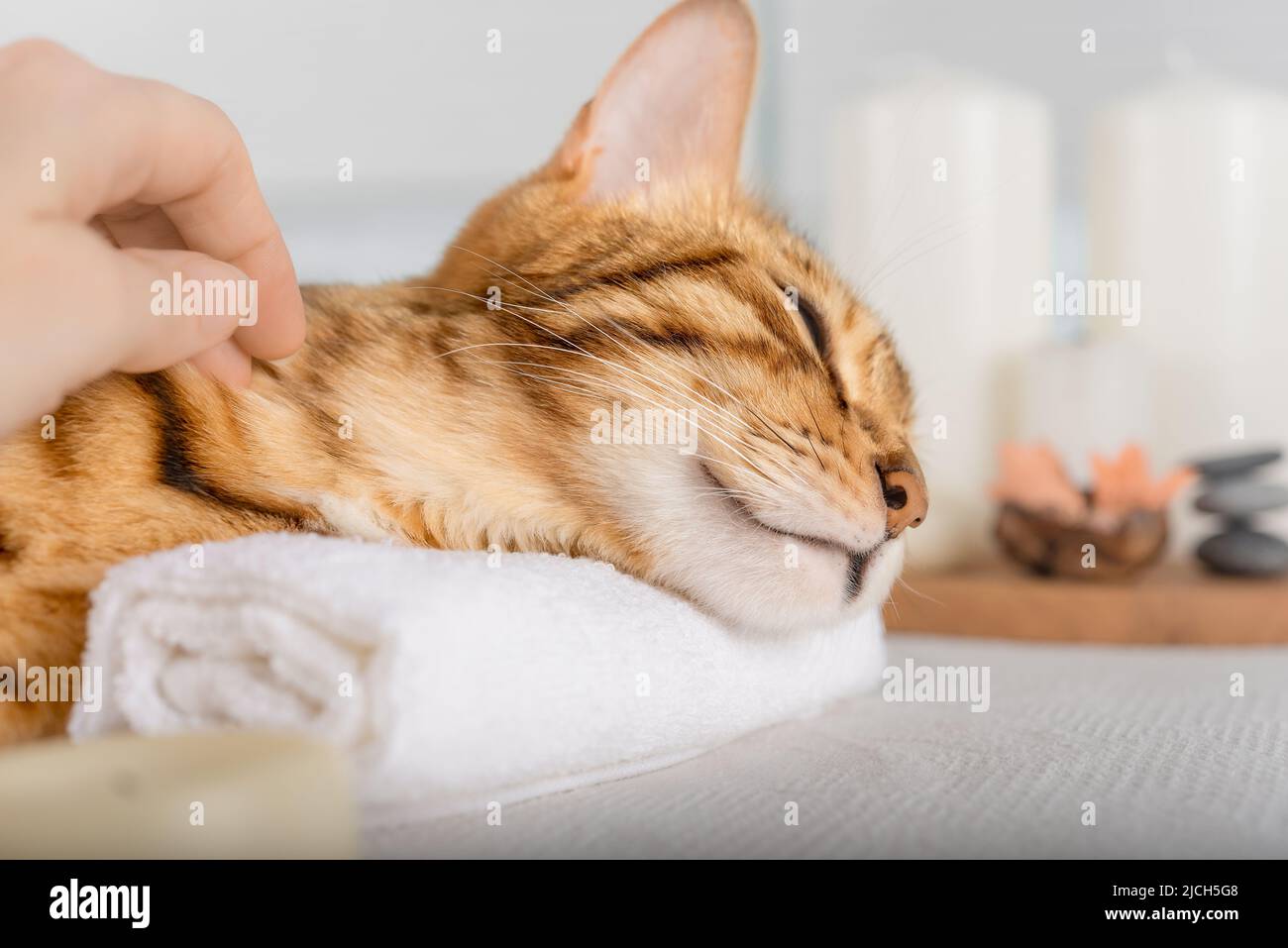 A woman massages the body and muzzle of a cat. Spa still life with ...