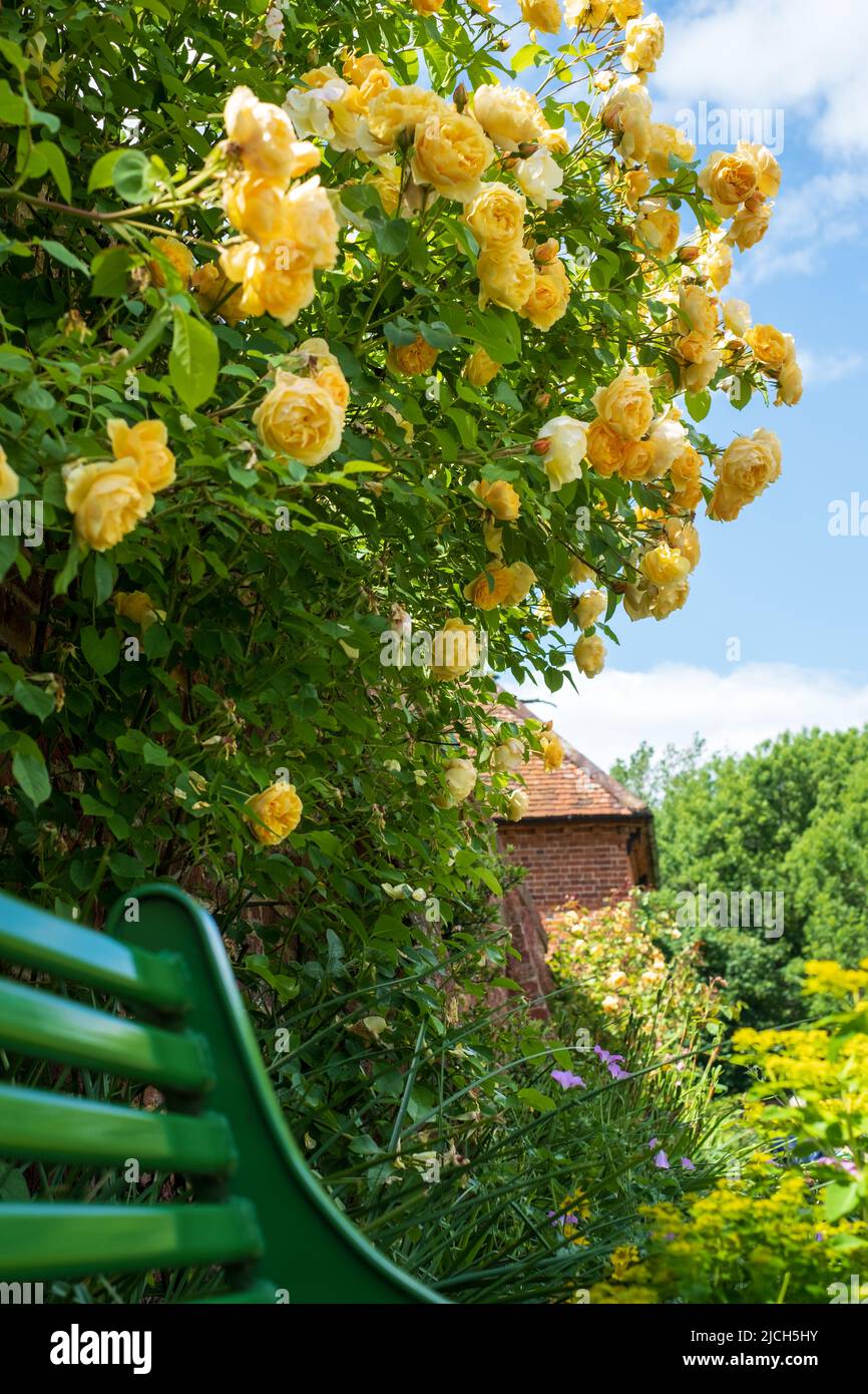 Colourful flowers, photographed in early summer at the historic walled ...