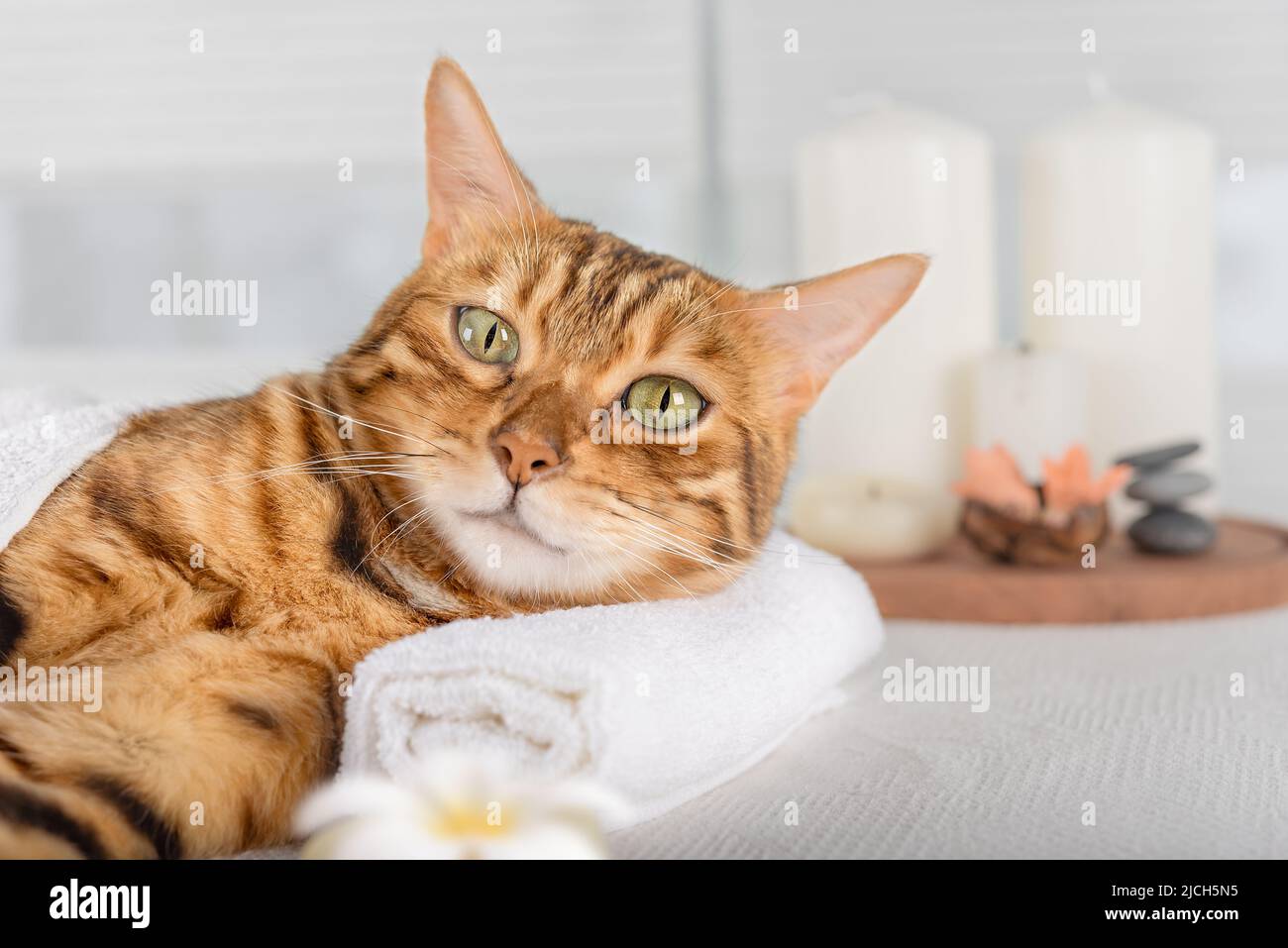 Funny Bengal cat lies on a massage table in the spa. Close-up Stock ...