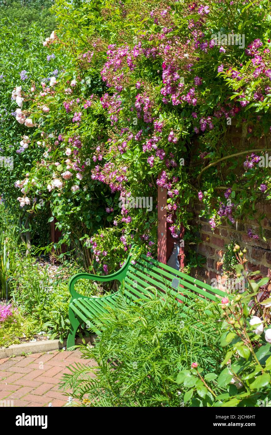 Purple rambler rose hi-res stock photography and images - Alamy