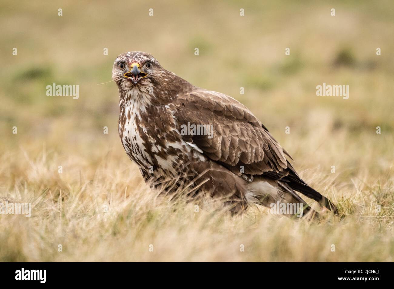 Buzzard on roof hi-res stock photography and images - Alamy