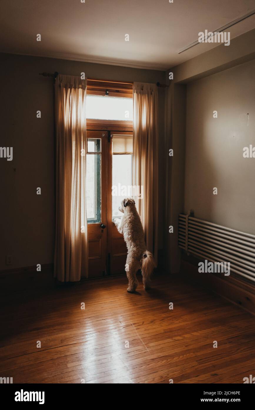 Empty dog house hi-res stock photography and images - Alamy