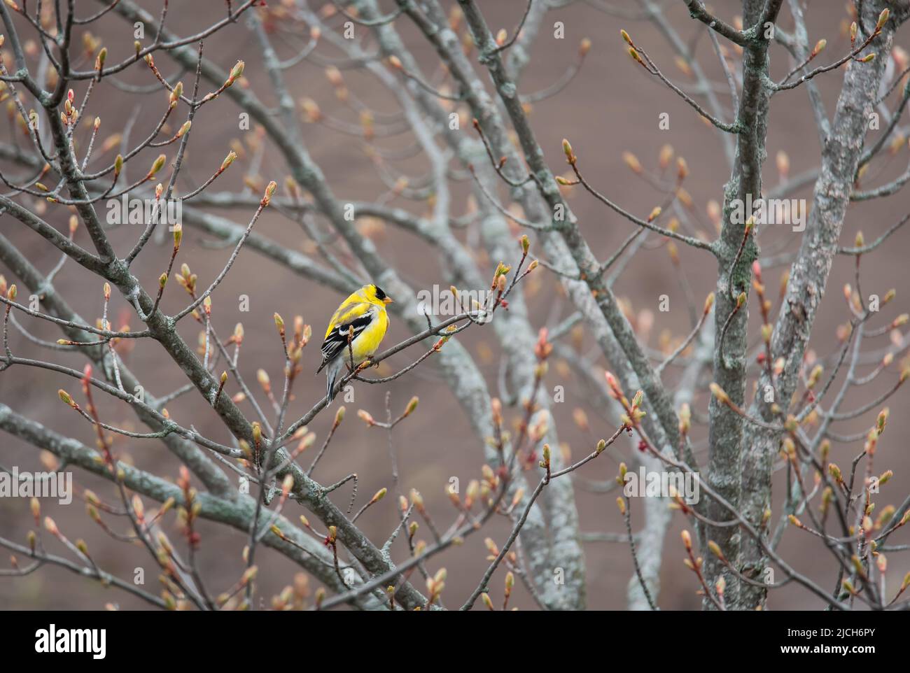 Goldfinch bird sitting alone on a tree branch in spring Stock Photo - Alamy