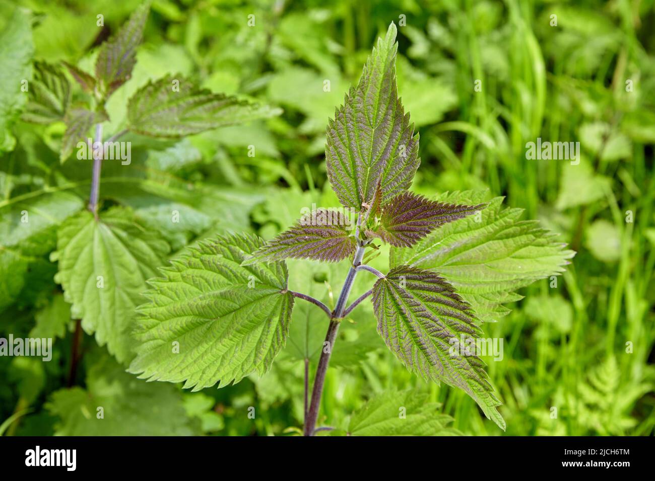 Young nettle leaves on a green background. Healing herb Stock Photo - Alamy