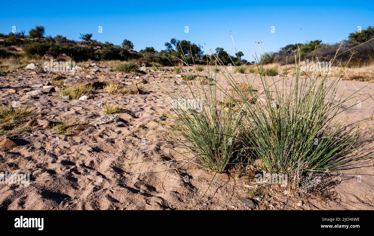 River in dry season (South Africa Stock Photo - Alamy