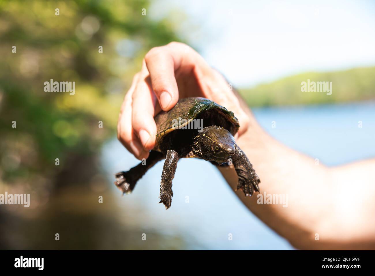 Close up of hand holding a snapping turtle outside by a lake Stock ...