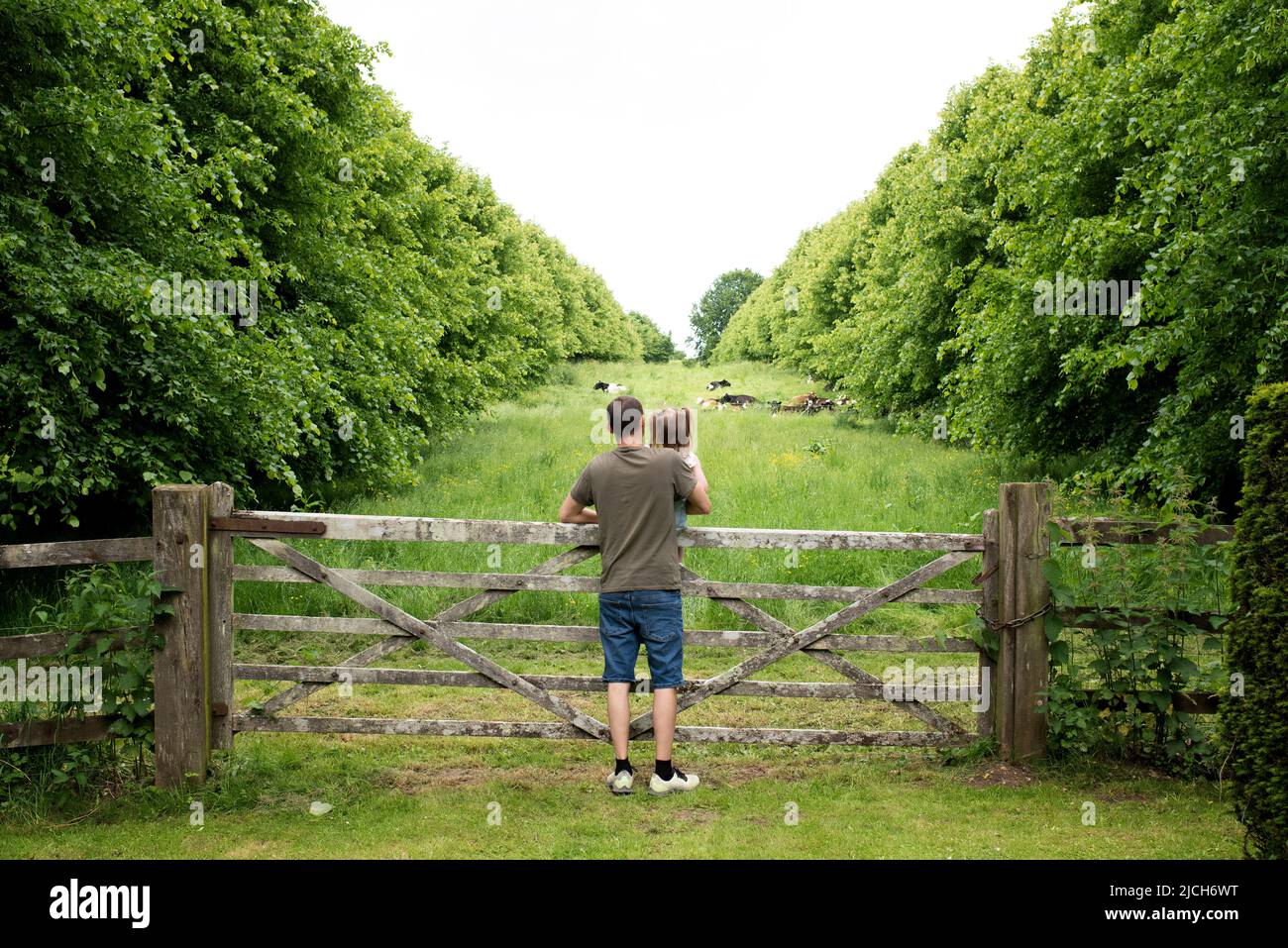 father and daughter looking over a gate at cows in the countryside ...