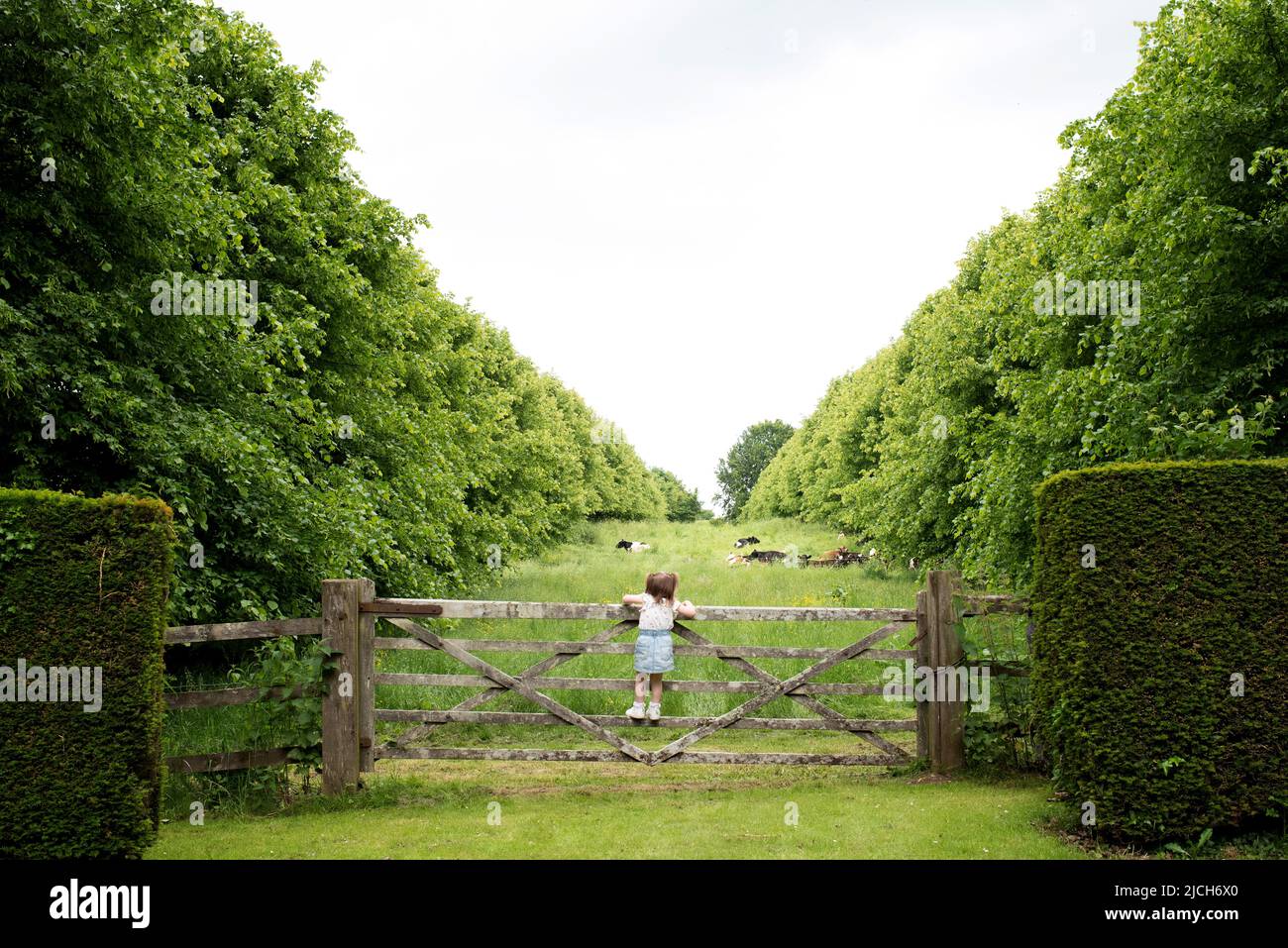 Toddler climbing gate hi-res stock photography and images - Alamy