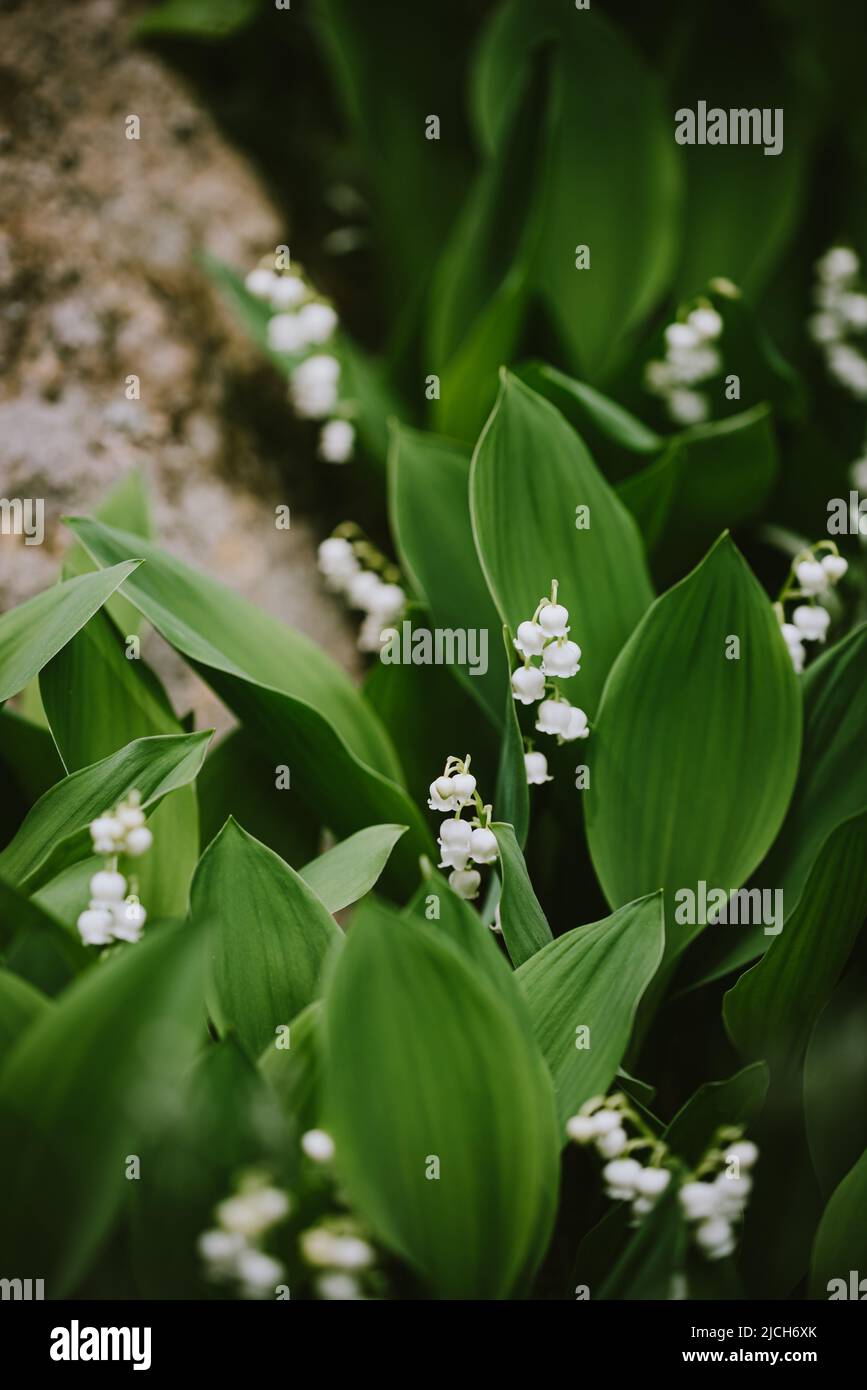 Close up of tiny lily of the valley flowers blooming in spring Stock ...