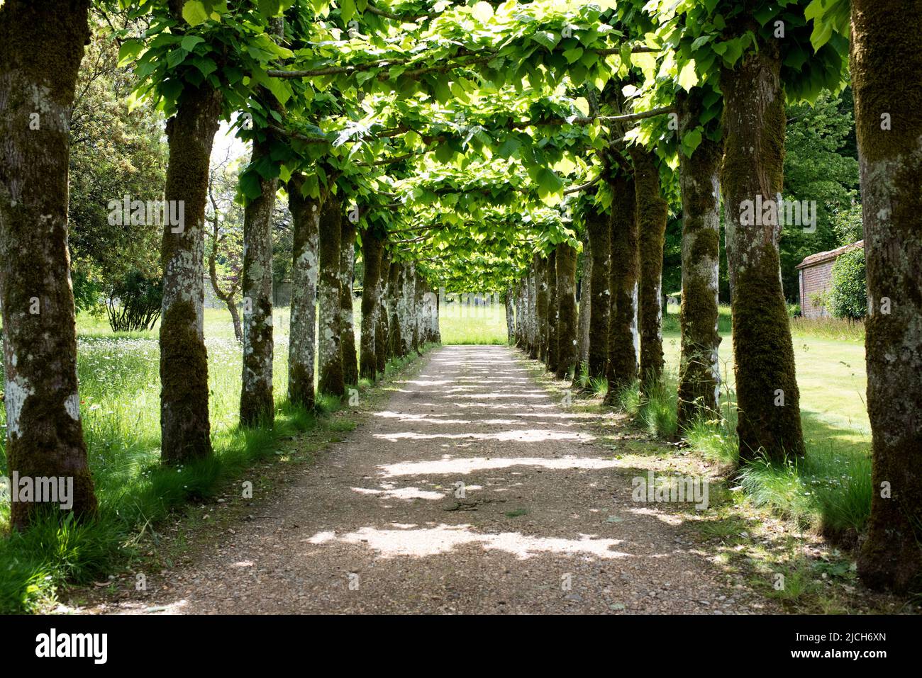 pathway of beautiful trees in an English country garden Stock Photo - Alamy