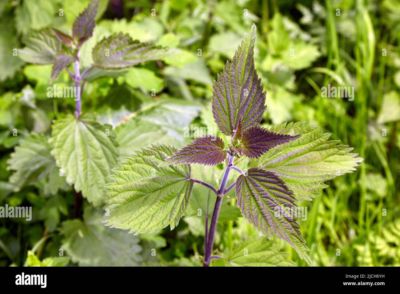 Young nettles growing hi-res stock photography and images - Alamy