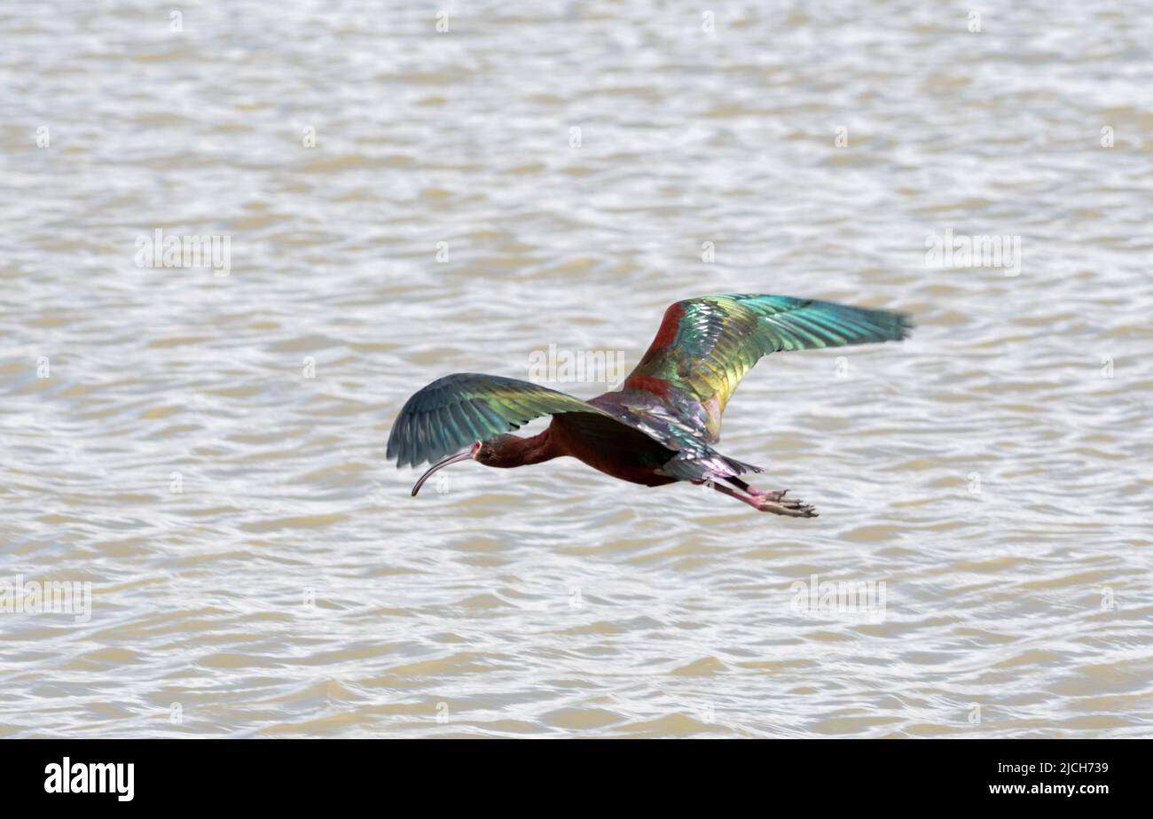 Utah birds hi-res stock photography and images - Alamy