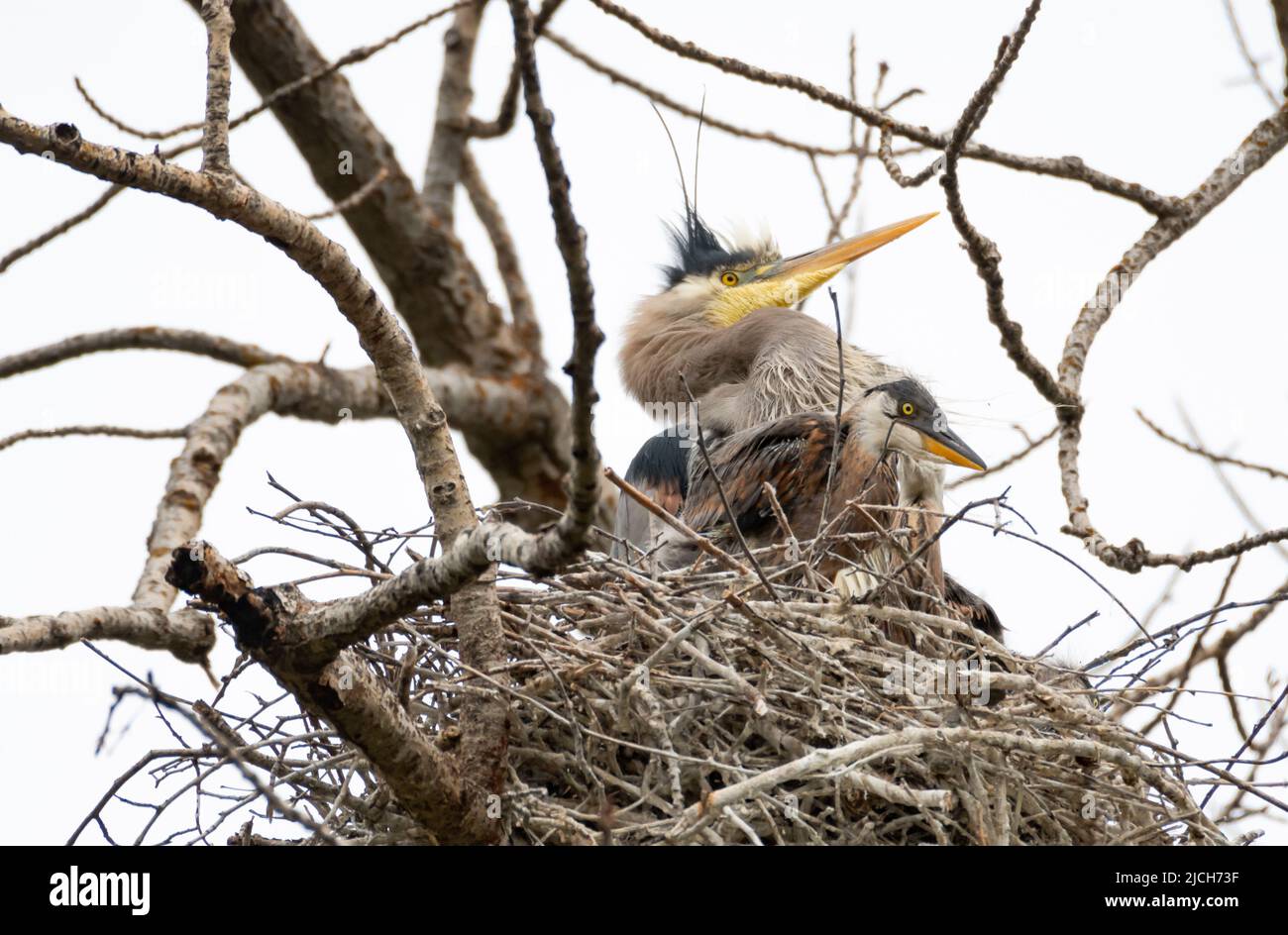 Baby heron hi-res stock photography and images - Alamy