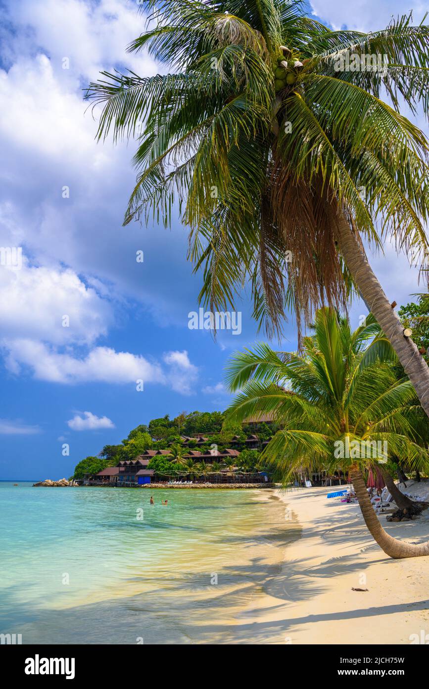 Coconut palms on tropical Haad Yao beach, Koh Phangan island, Su Stock ...