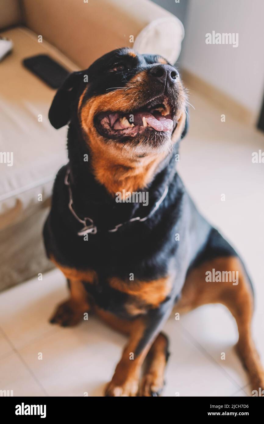 Rottweilers dog hi-res stock photography and images - Alamy
