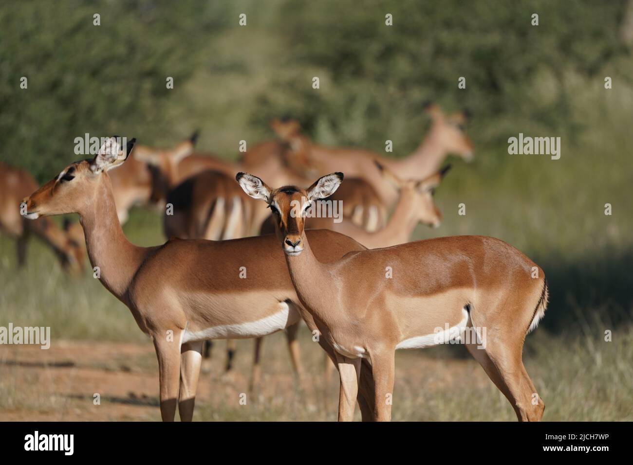 Wild bucks hi-res stock photography and images - Alamy