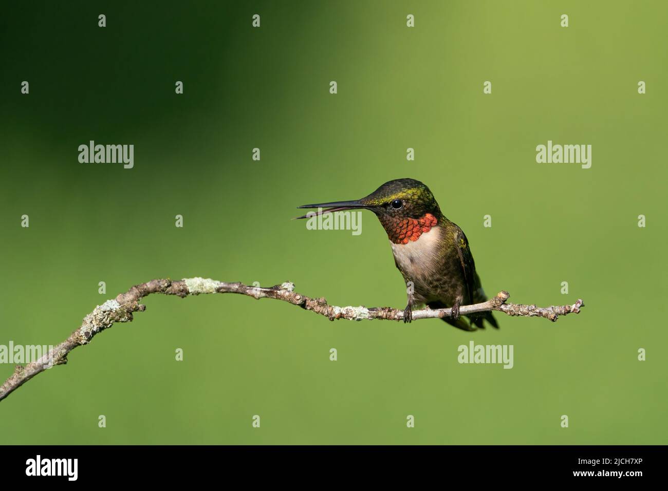 A Ruby-throated Hummingbird Vocalizing While Perched Stock Photo - Alamy