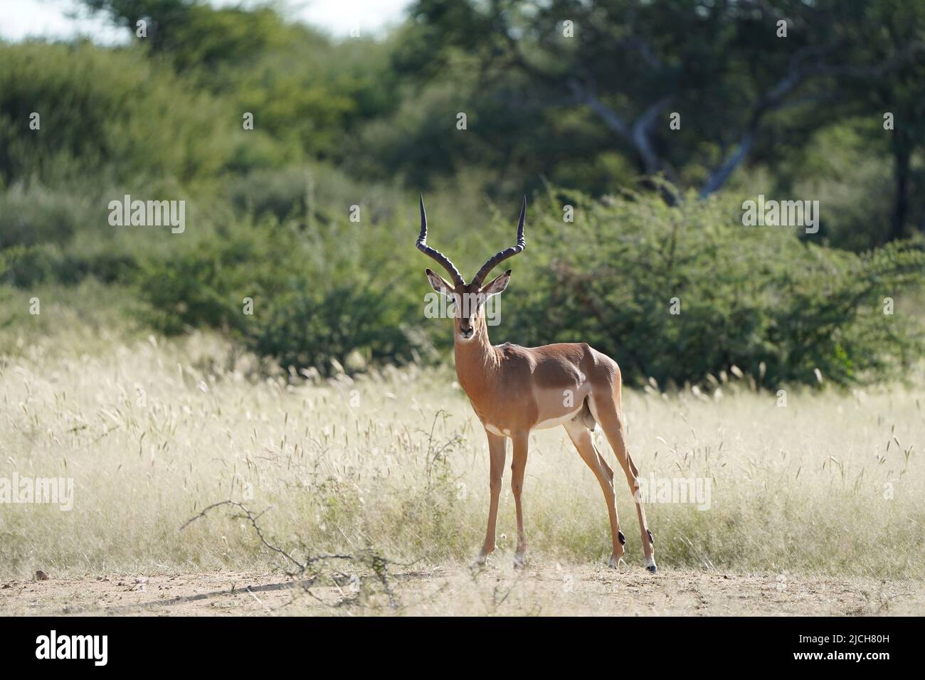 Magnificent male antelope Stock Photo - Alamy
