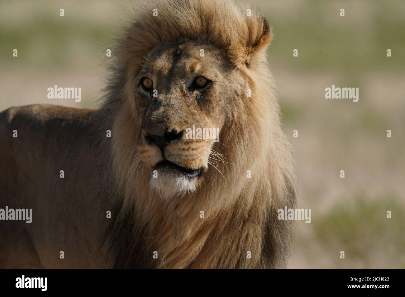 Male Lion in his prime Stock Photo - Alamy