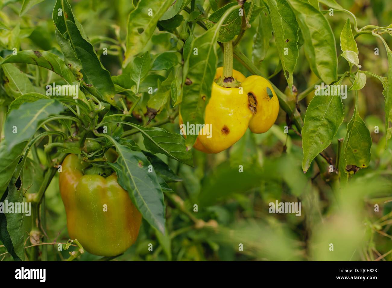 Yellow bell pepper grows on the bed, spoiled by insect pests, on one ...