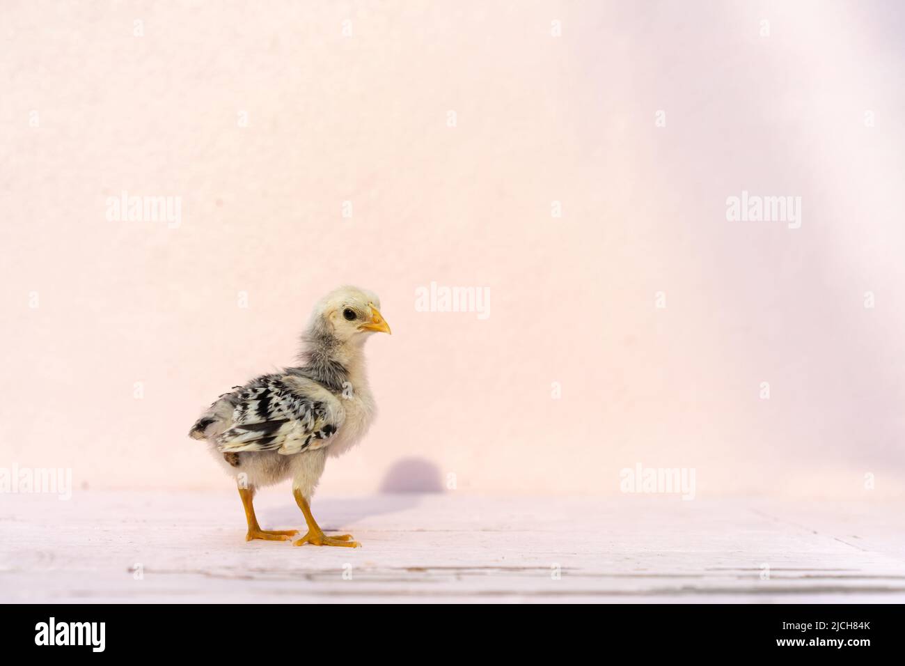 Close up full body baby isolated Hamburg Chick standing on pink pastel ...
