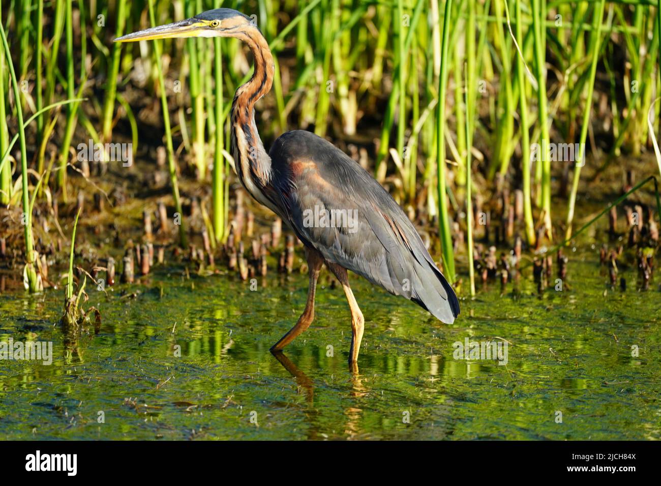 Water bird in the reeds Stock Photo - Alamy