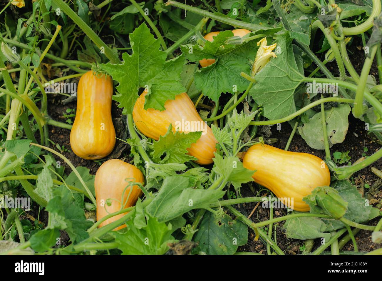Pumpkin field, growing natural vegetables for a healthy diet Stock ...
