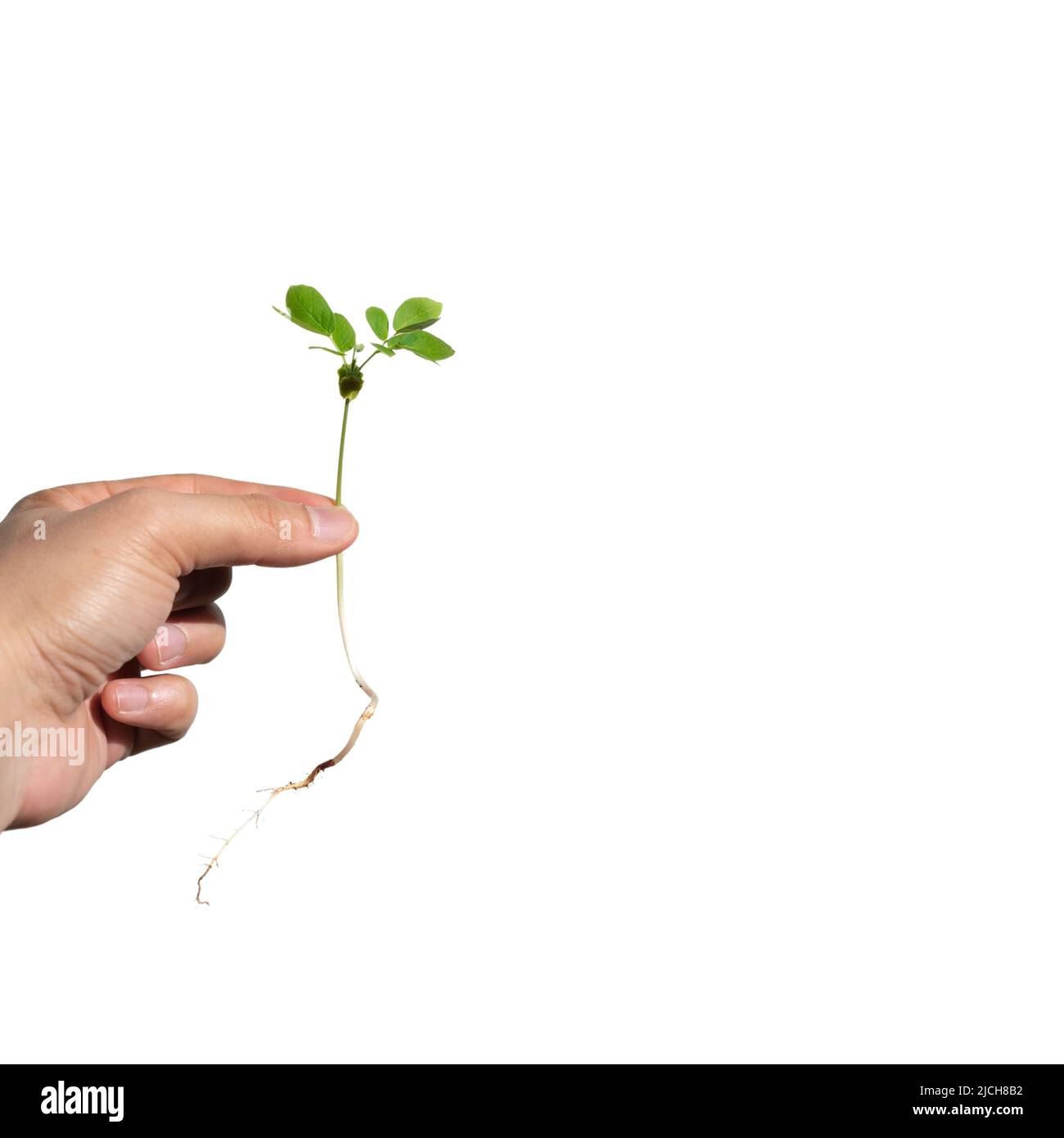 Sapling with root is hold on the man hand on white background ...