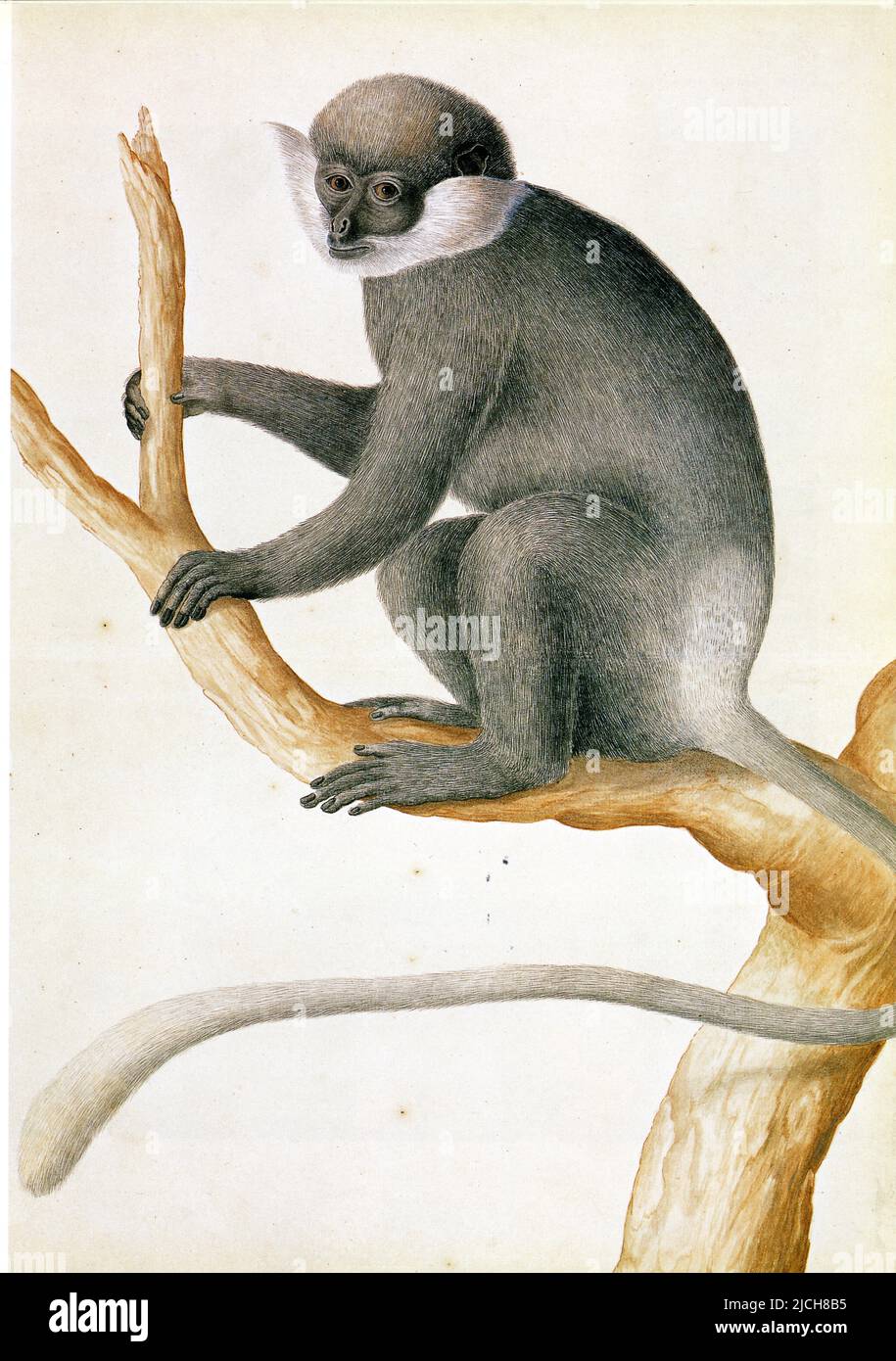 Velutus hi-res stock photography and images - Alamy