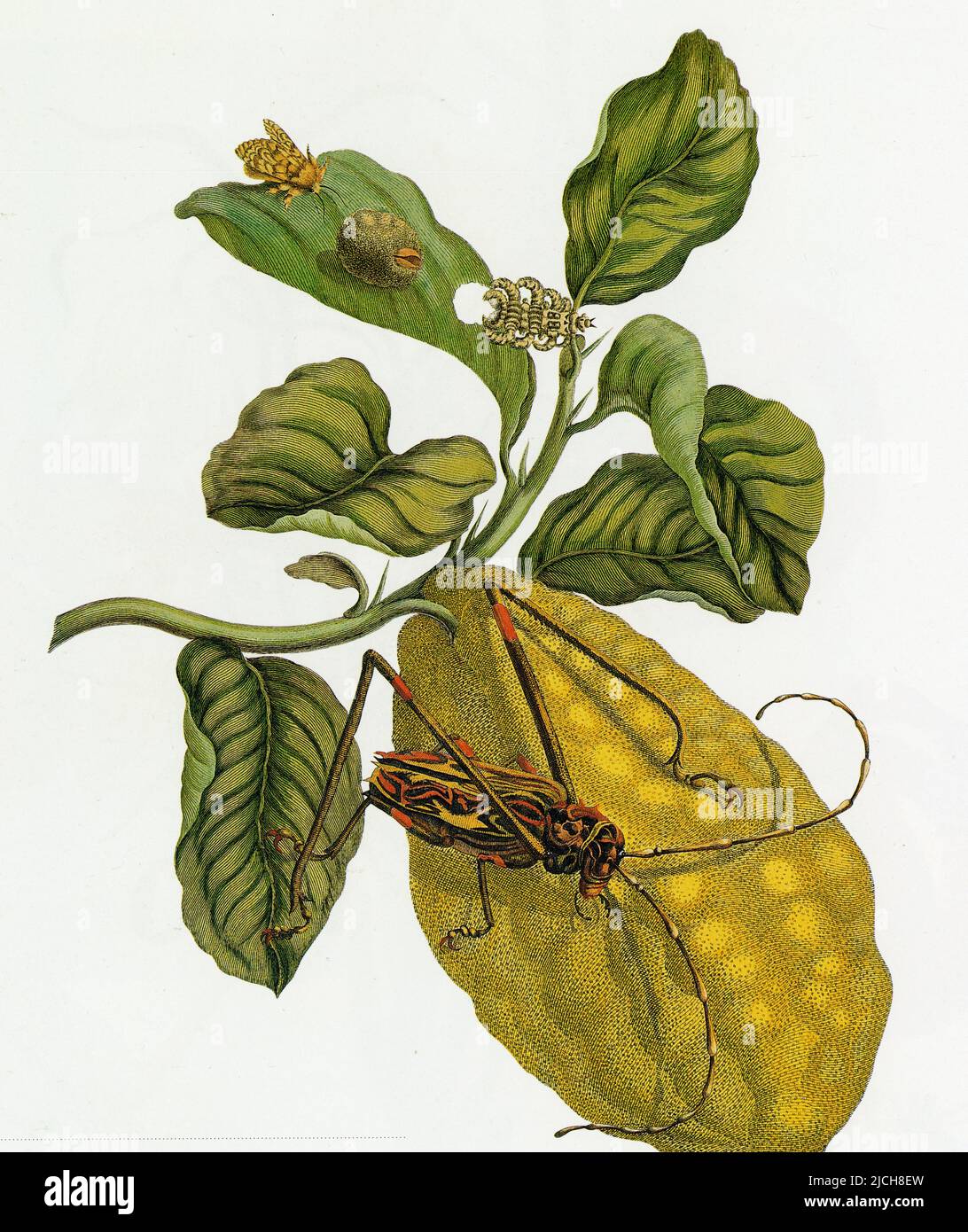 Les feuilles et les fruits de Citrus medica. L'arlequin de Cayenne ...