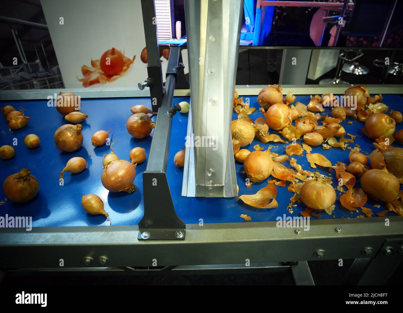 Exhibition onions hi-res stock photography and images - Alamy