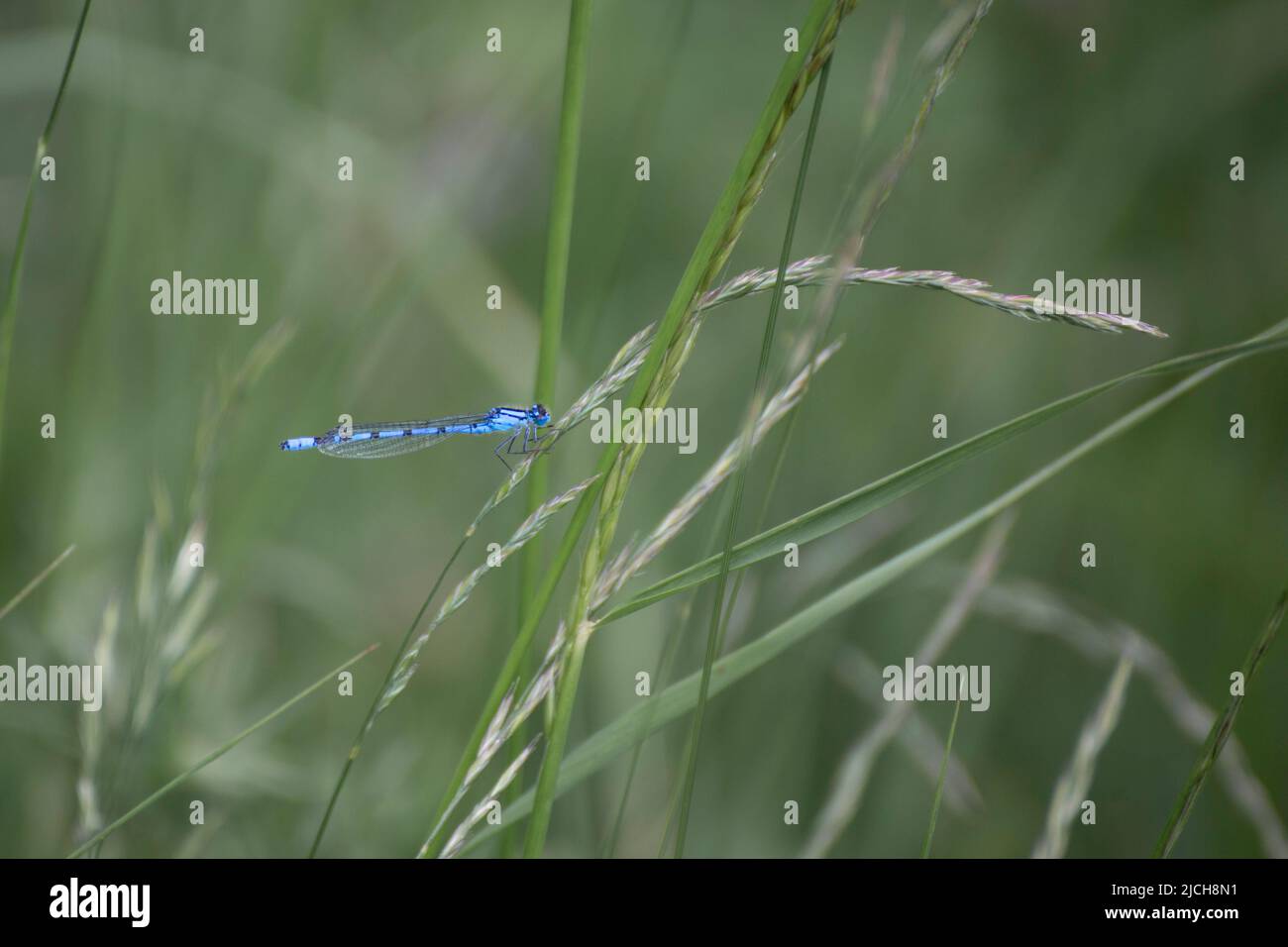 Damselfly colors hi-res stock photography and images - Alamy