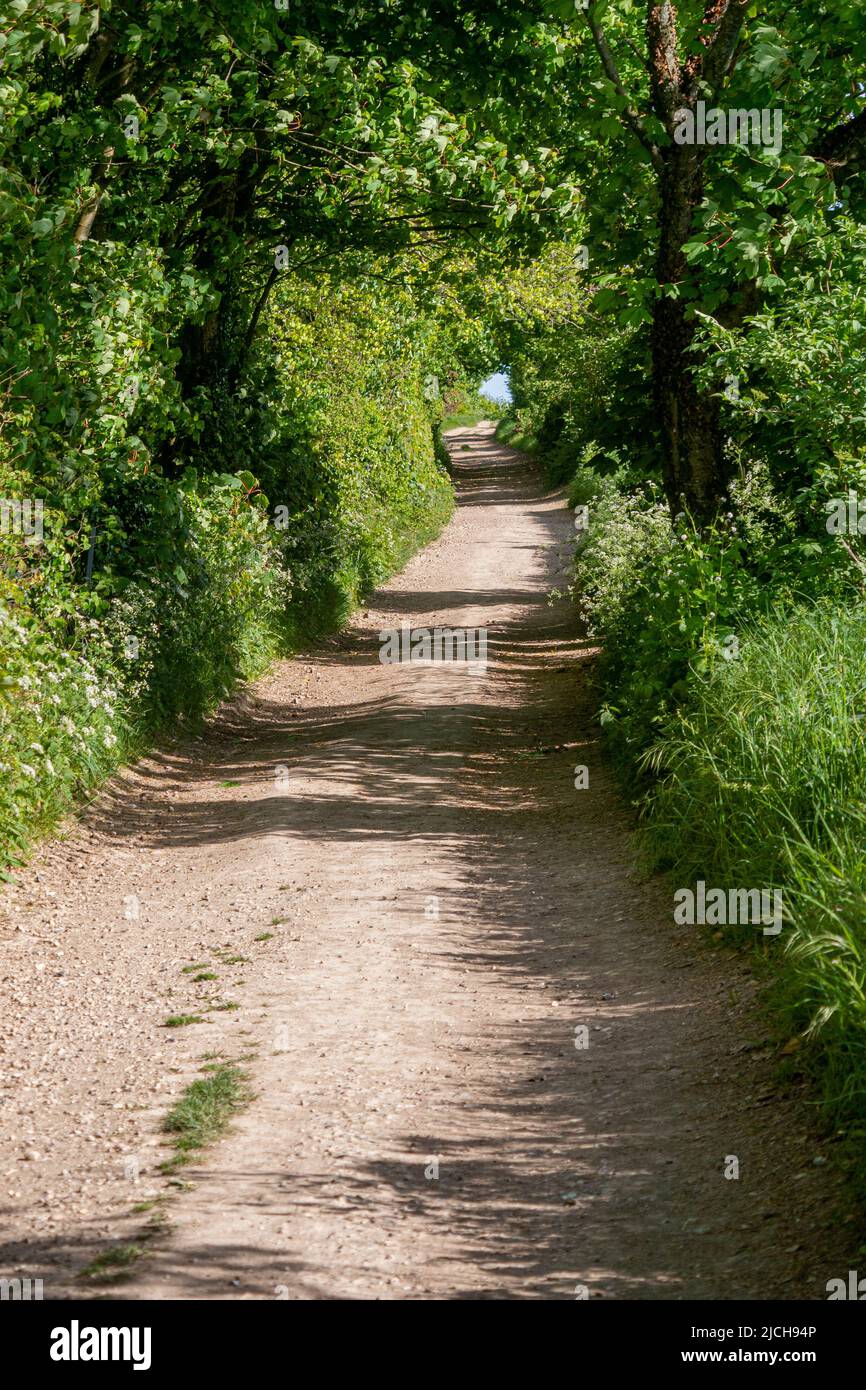 A chalk path near Church Hill, Findon in the South Downs National Park ...