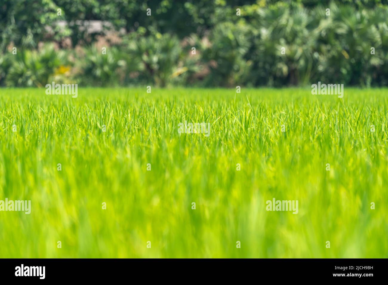 Close up to the beautiful Green paddy rice field from drone view for ...