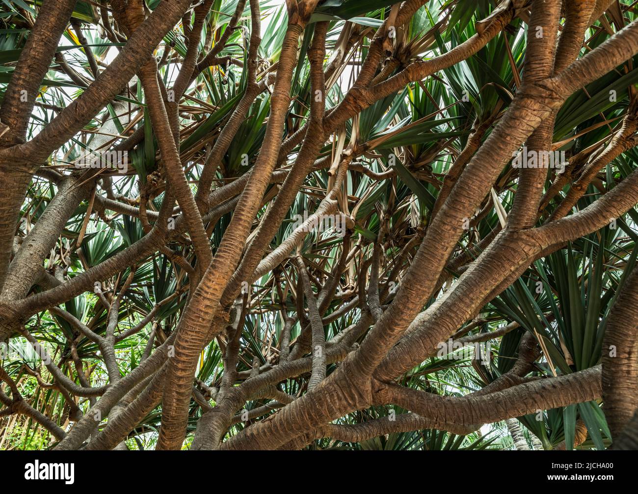 Unusual shaped tree branches in the north of Tenerife Stock Photo - Alamy