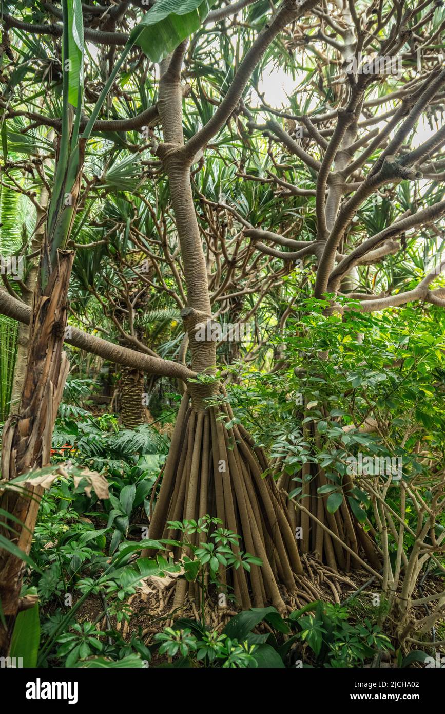 Unusual shaped tree branches in the north of Tenerife Stock Photo - Alamy