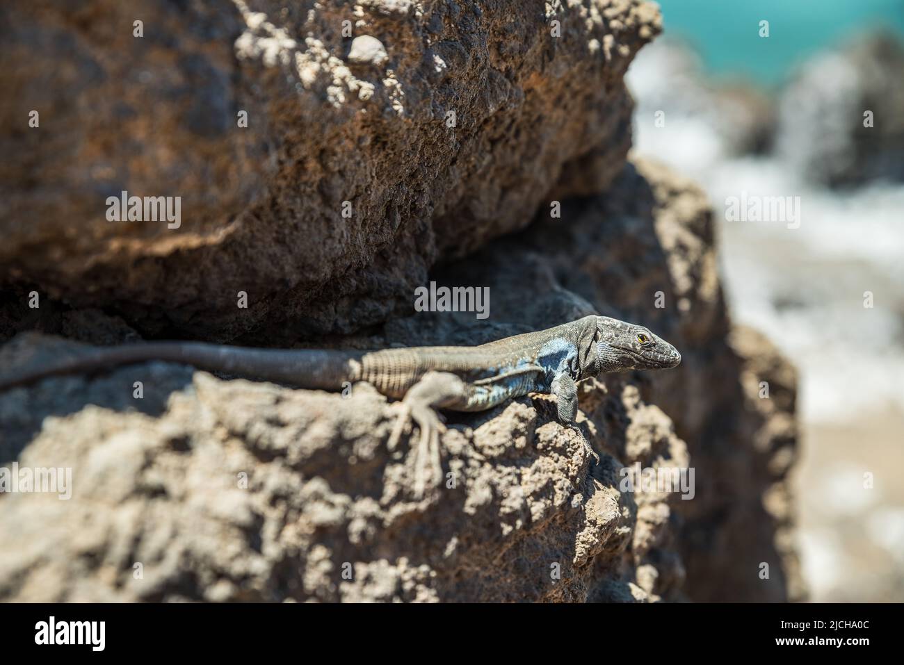 Atlantic lizard on rock close-up. Tenerife Island Stock Photo - Alamy