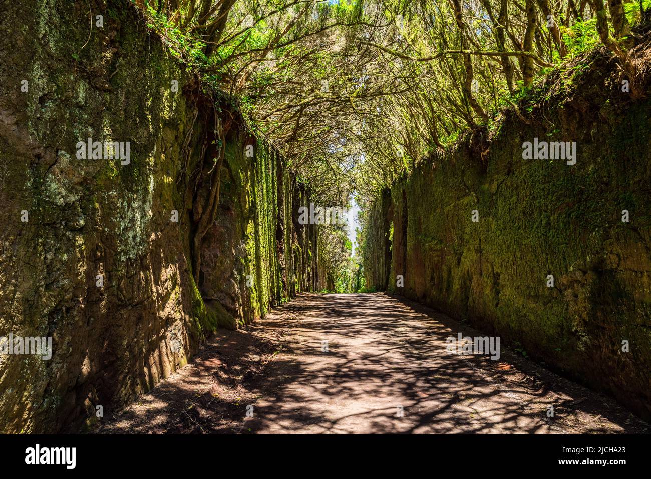 Unusual tree branches form arche over narrow passage between rocks in ...