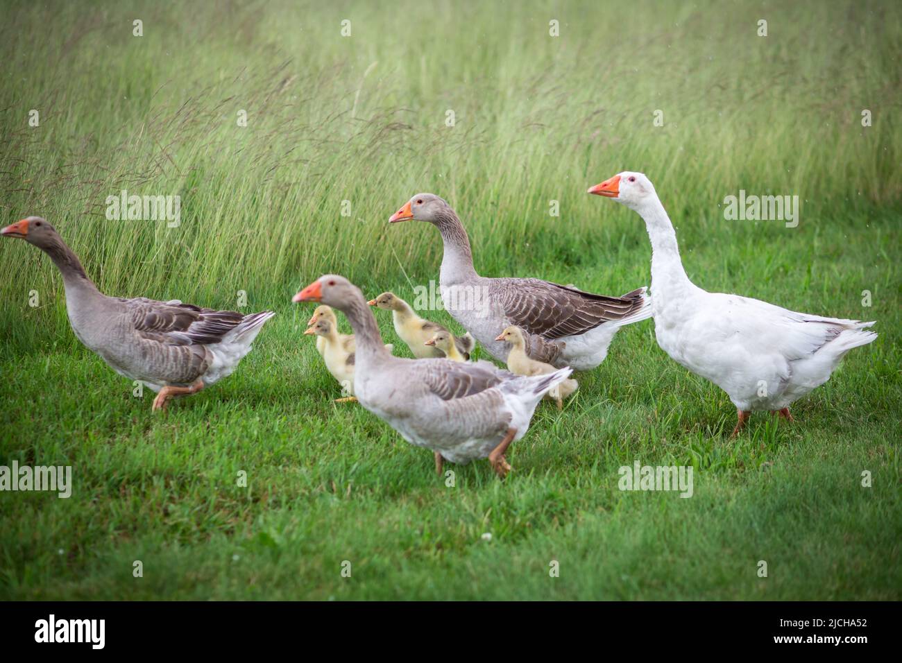Endangered austrian goose hi-res stock photography and images - Alamy